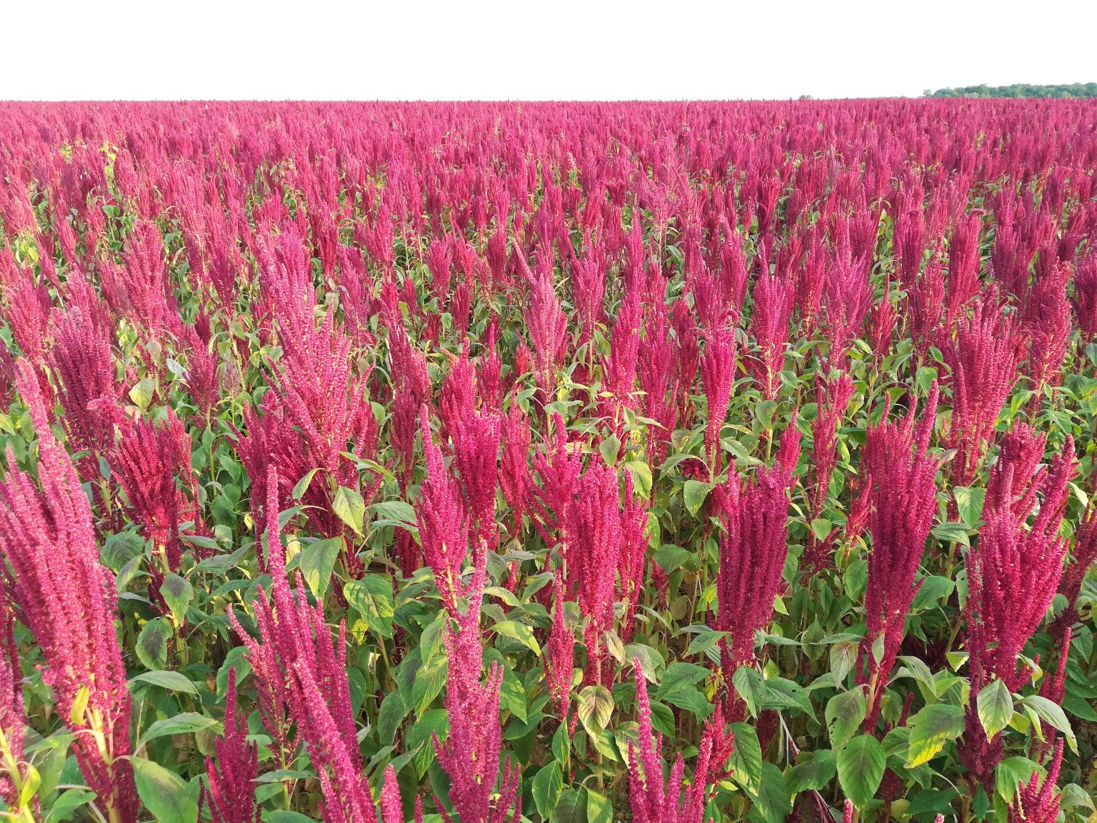 Berry Graines devient le 1er producteur français d'amarante ...